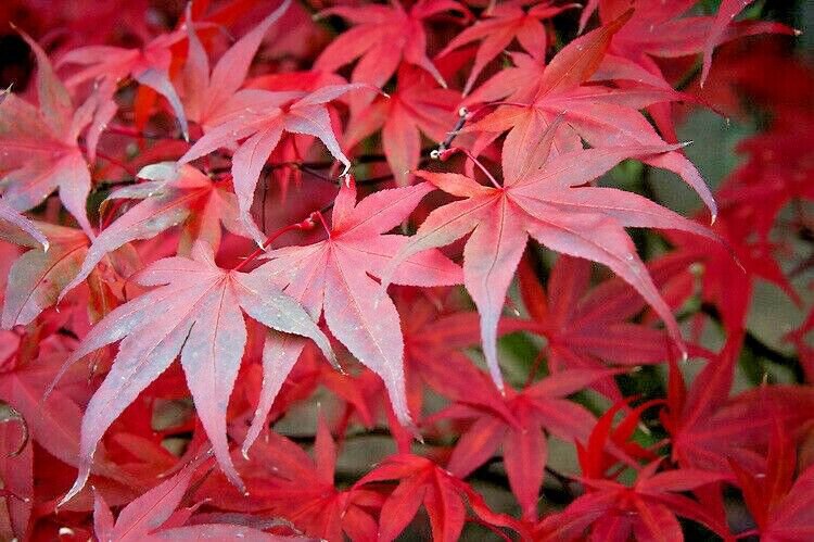 15 Musashino Japanese Maple Seeds Acer Palmatum Musashino Fresh Seeds