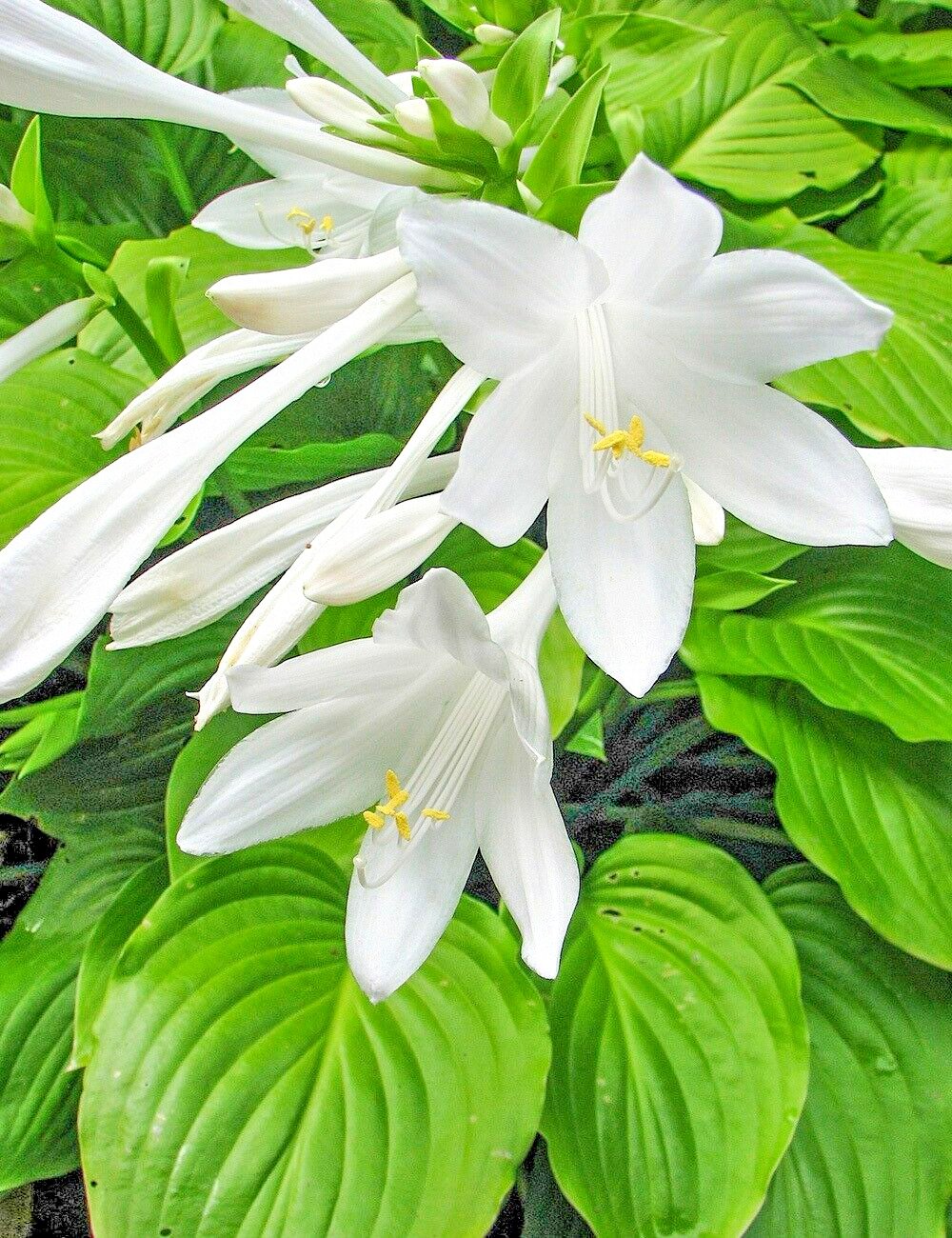 20 August Lily Hosta Seeds Hosta Plantaginea Grandiflora Fresh Seeds