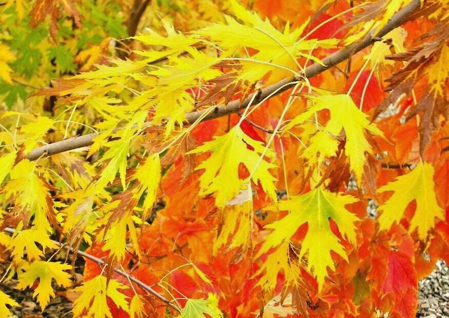 20 Cut Leaf Silver Maple Seeds Acer Saccharinum Laciniatum Fresh Seeds