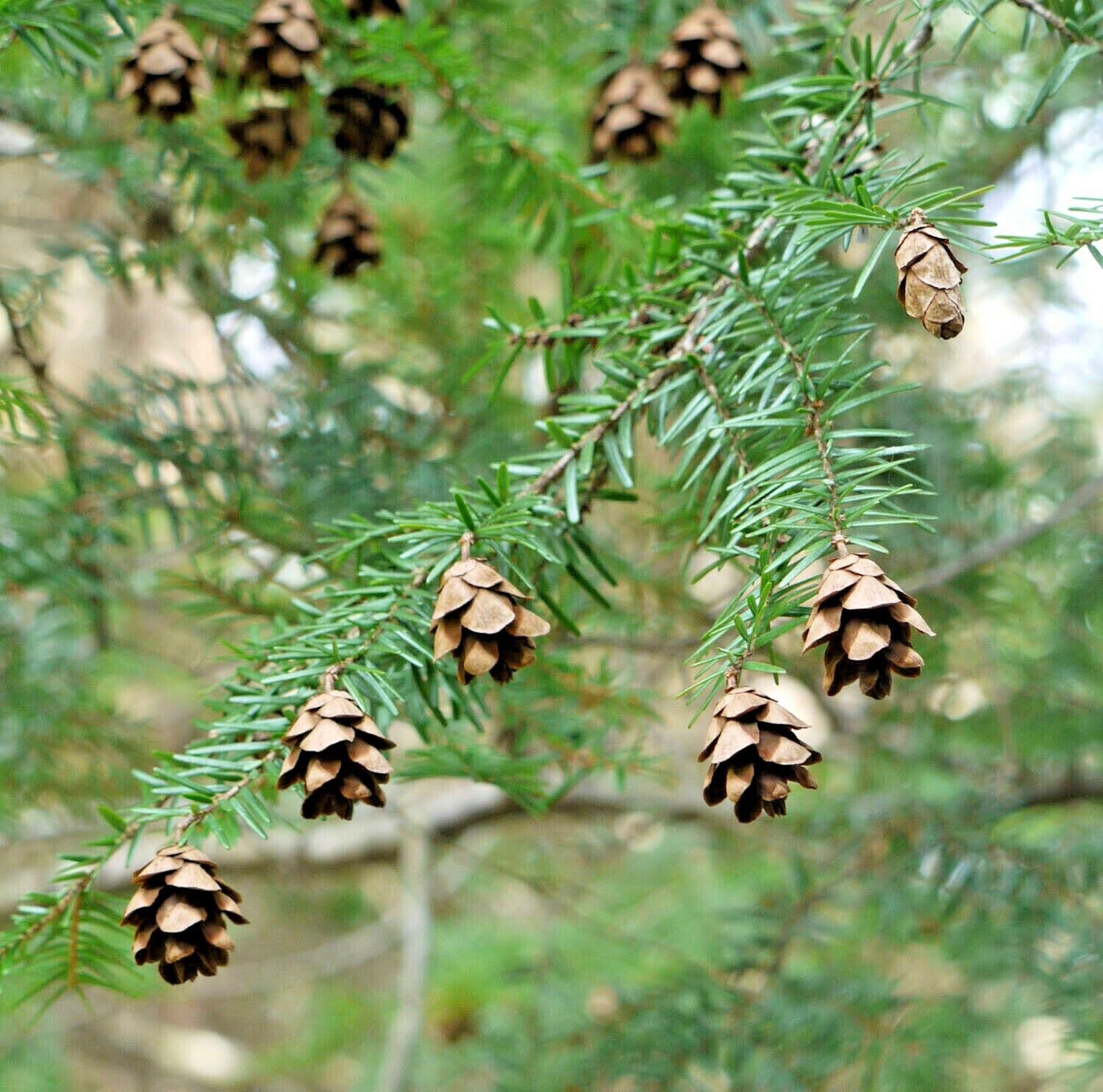 20 Eastern Hemlock Tree Seeeds Tsuga Canadensis Fresh Seeds
