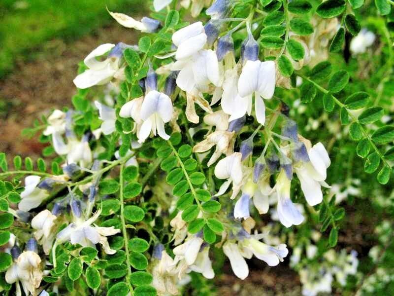 20 Father Davids Sophora Seeds Sophora Davidii Fresh Seeds