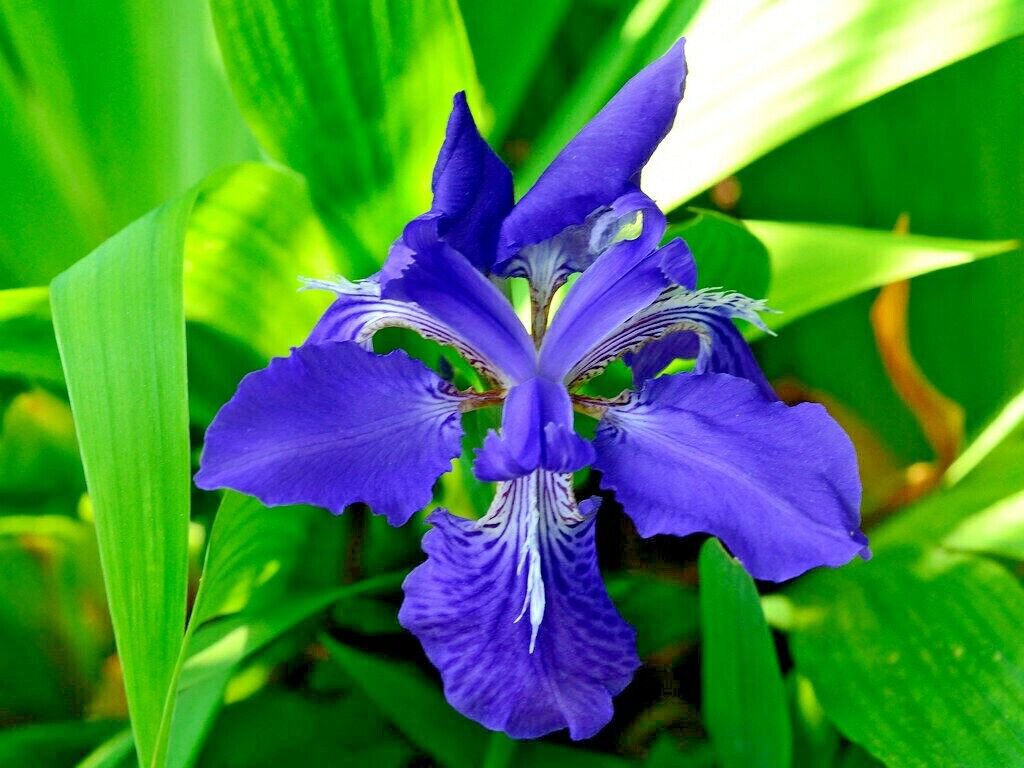 20 Japanese Roof Iris Seeds Iris Tectorum Fresh Seeds