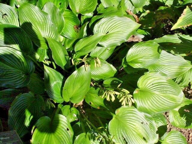 20 Permanent Wave Hosta Seeds Fresh Seeds