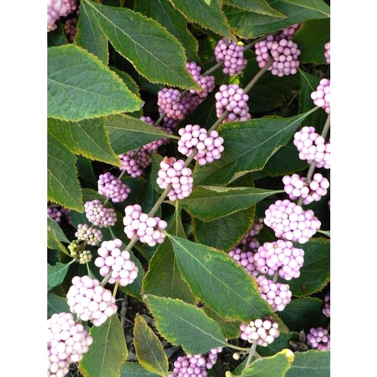 20 Welchs Pink Beautyberry Seeds Callicarpa Americana Welchs Pink Fresh ...