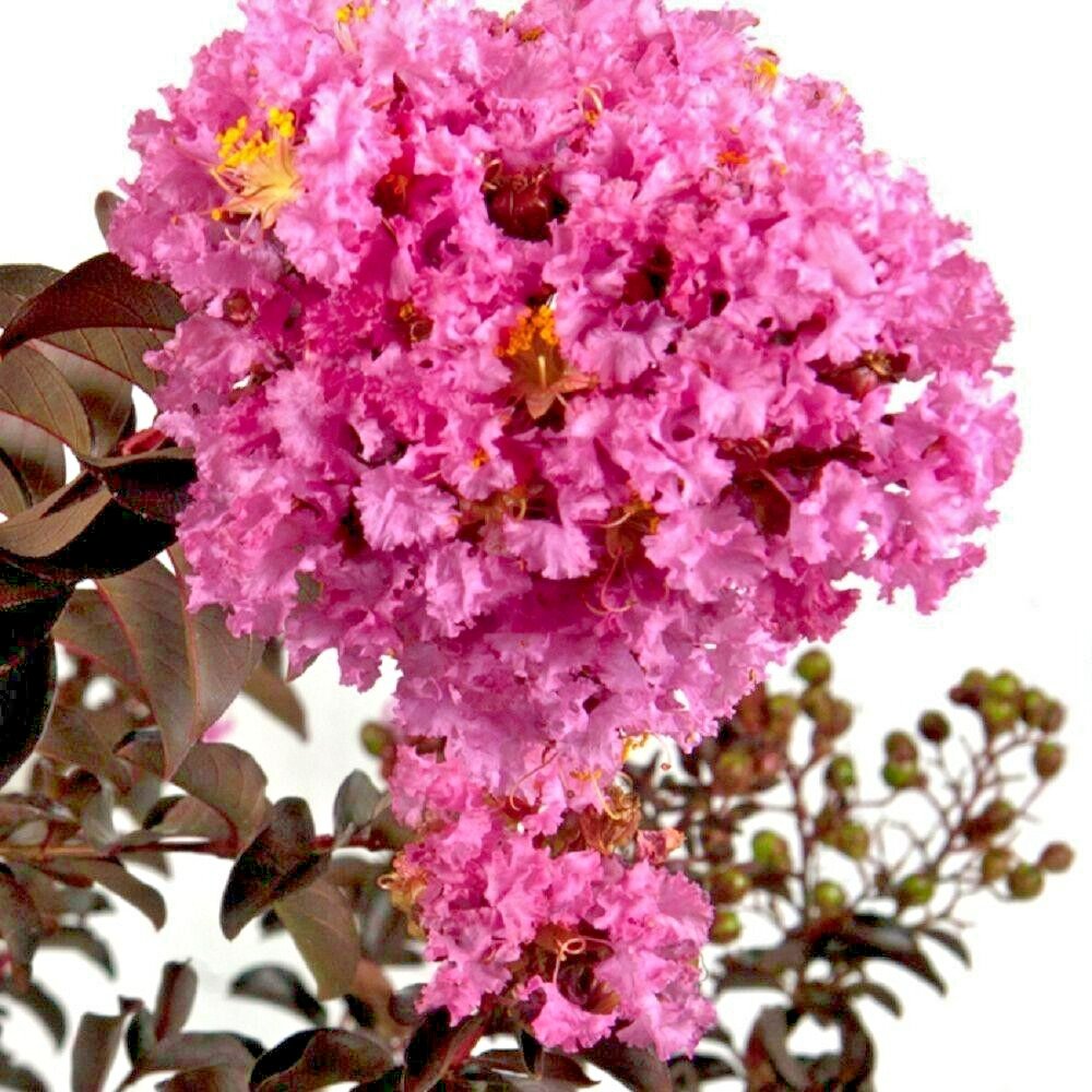 25 Delta Eclipse Crepe Myrtle Seeds Lagerstroemia Delta Eclipse Fresh Seeds