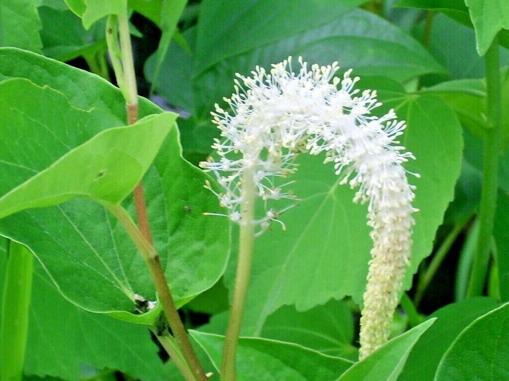 25 Lizards Tail Seeds Saururus Cernuus Fresh Seeds