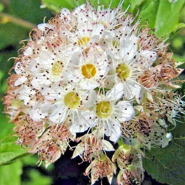 30 Dwarf Ninebark Seeds Physocarpus Opulifolius Nanus Fresh Seeds
