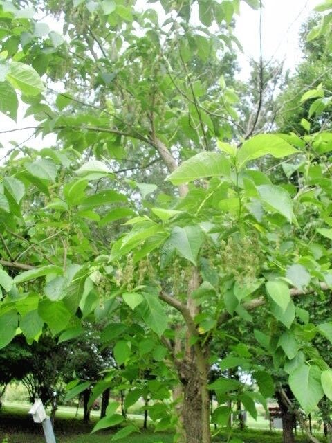 30 Fragrant Epaulette Tree Seeds Pterostyrax Hispida Fresh Seeds