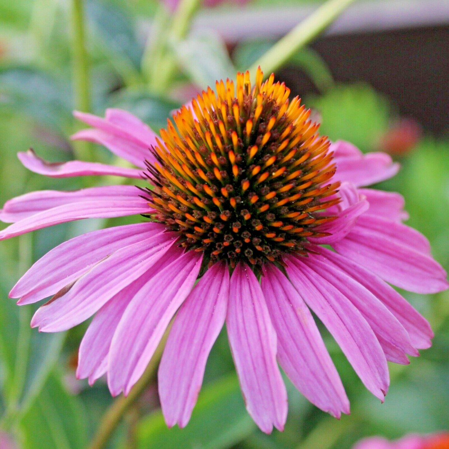30 Mangus Purple Cone Flower Seeds Echinacea Purpurea Magnus Fresh Seeds