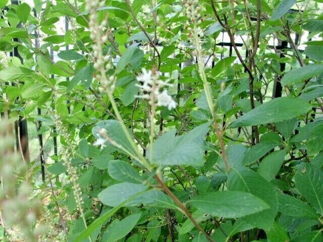 30 Roadhouse Sweet Pepperbush Seeds Clethra Alnifolia Roadhouse Fresh Seeds