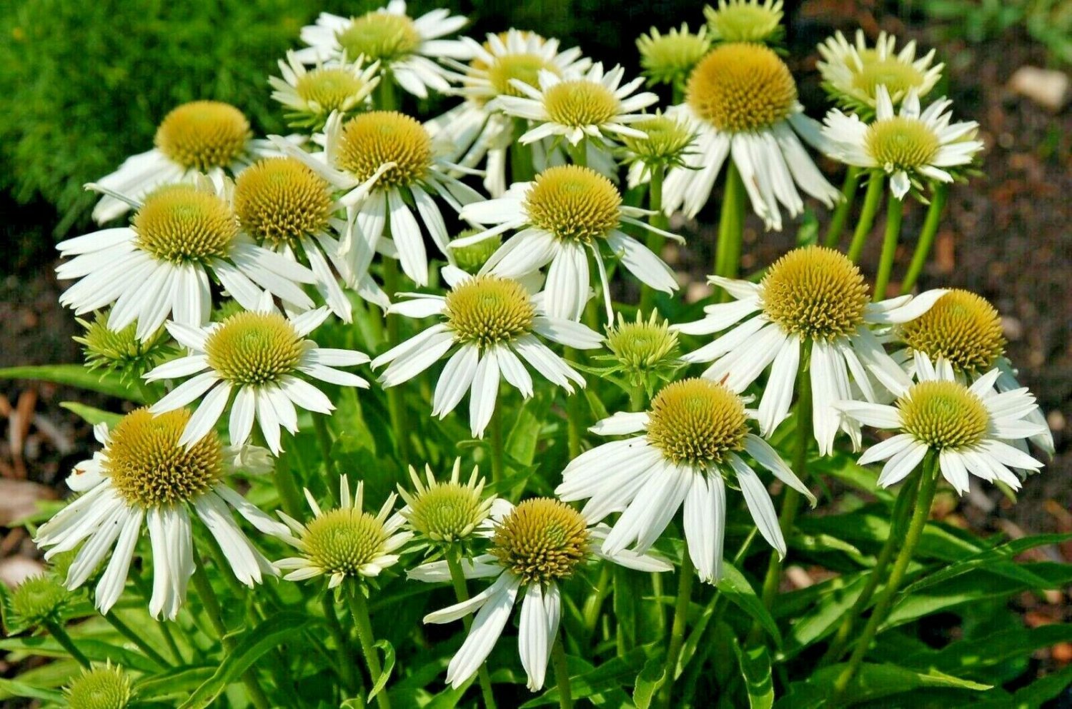 30 Snow Cone White Coneflower Seeds Echinacea Snow Cone Fresh Seeds