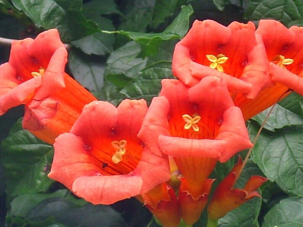 40 Orange Trumpet Vine Seeds Campsis Radicans Fresh Seeds
