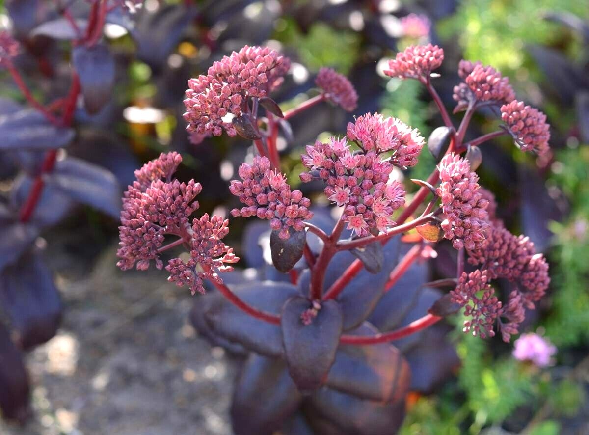 50 Purple Emperor Sedum Seeds Sedum Purple Emperor Fresh Seeds