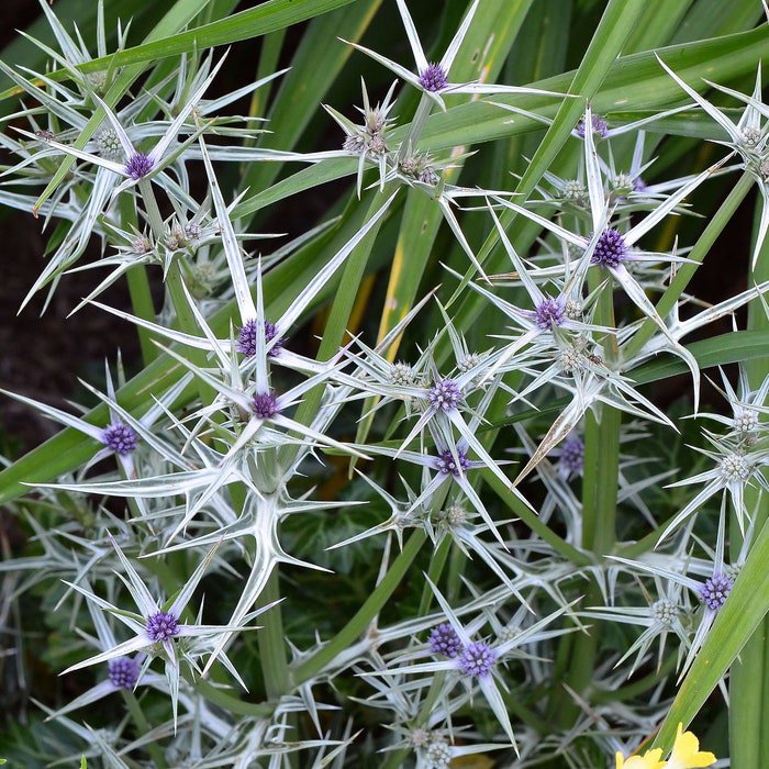 Eryngium Variifolium Miss Marble Seed Fresh Seeds