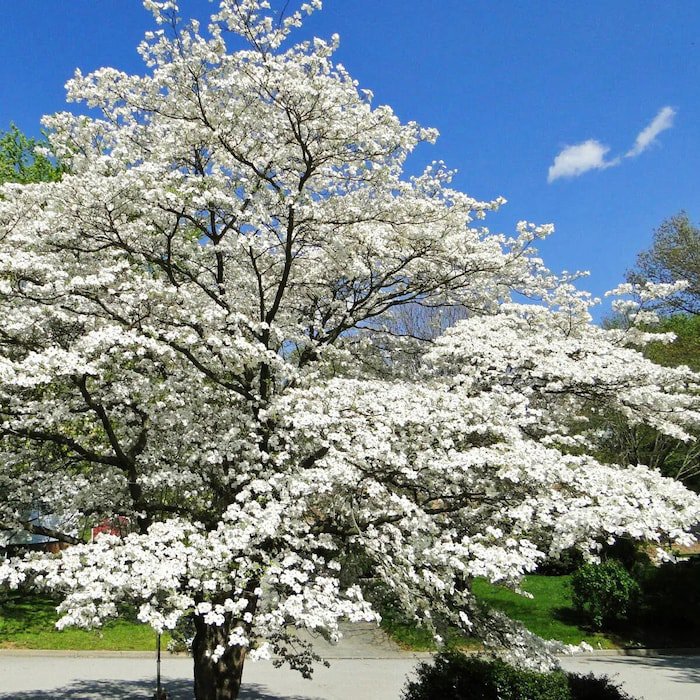 First Lady Flowering Dogwood Tree Cornus Florida First Lady Seeds Fresh ...