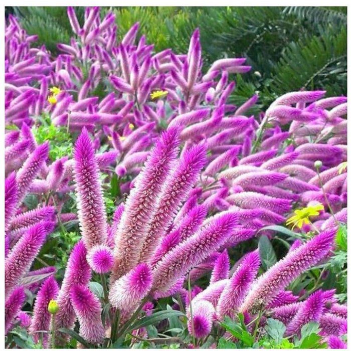 Flamingo Celosia Plant Celosia Spicata Seeds Fresh Seeds