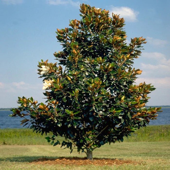 Sweet Magnolia Tree Magnolia Grandiflora Seeds Fresh Seeds