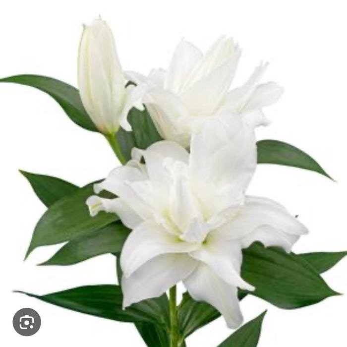 Gretha Double Oriental Rose Lily Bulb Gorgeous Highly Fragrant Double ...
