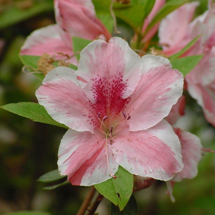 Cavendish Azalea Rhododendron Starter Plant White Pink Pink Star Shape ...