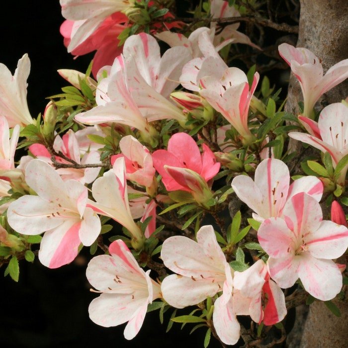 Astronaut Azalea Rhododendron Starter Plant Multiple Color Blooms A ...