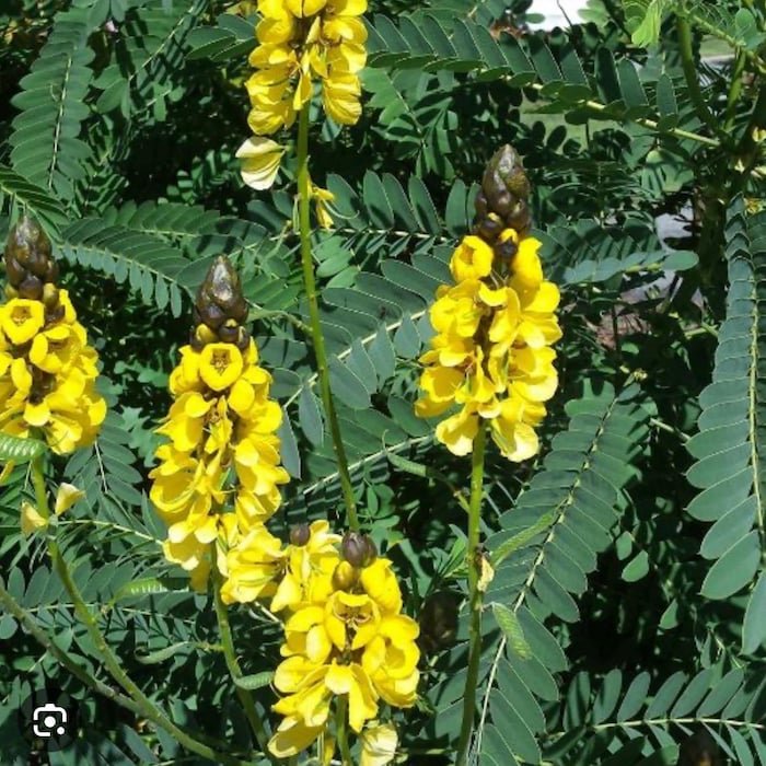 Popcorn Cassia Senna Didymotbotrya Plant Small Rooted Starter Plant ...