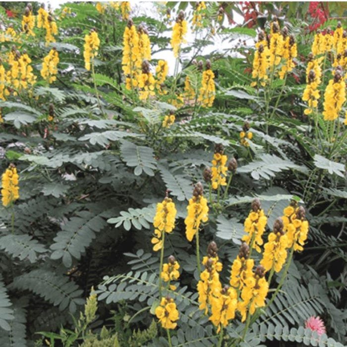 Popcorn Cassia Senna Didymotbotrya Plant Small Rooted Starter Plant ...