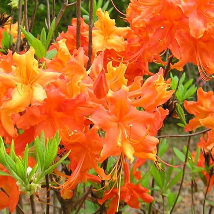 Frontier Gold Aromi Azalea Rhododendron Starter Plant Deciduous Rooted ...