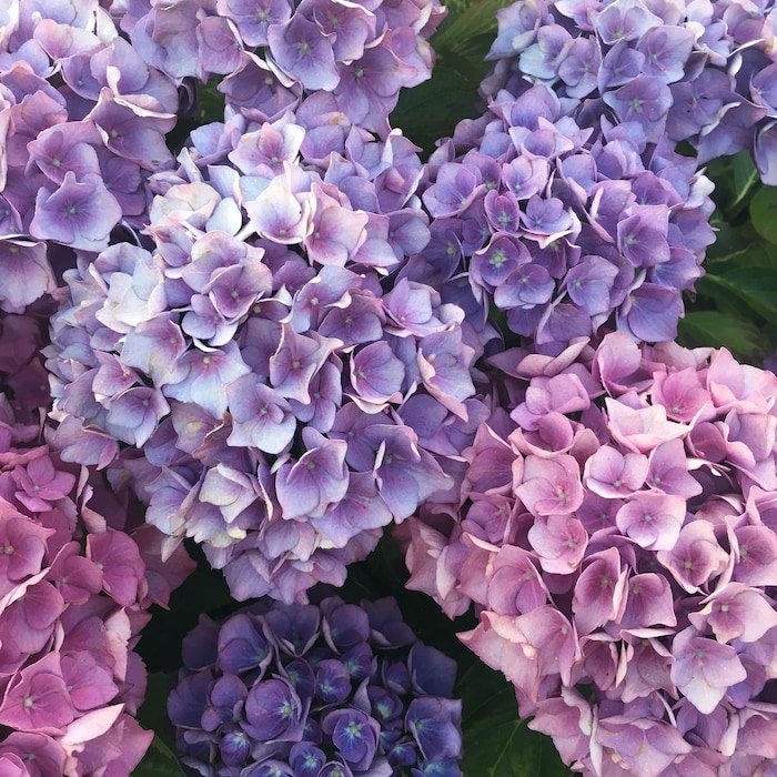Onyx Peacock Hydrangea Starter Plant Blooms Light Blue Violet To Deep ...