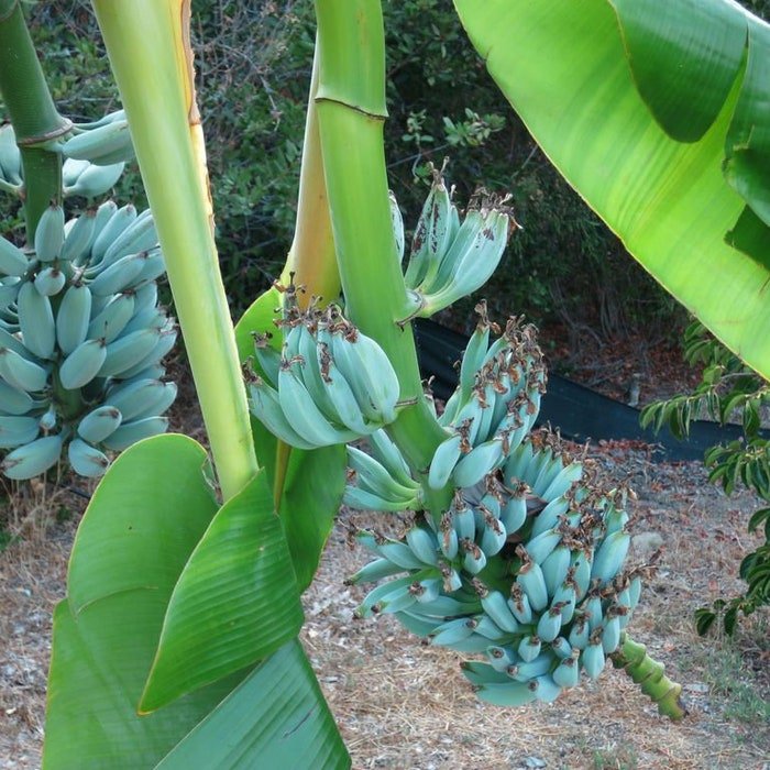 4 Pot Of Ice Cream Blue Java Live Musa Banana Tree Well Rooted Plant ...