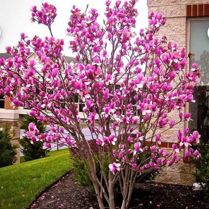 Tinkerbelle Magnolia Tree Deep Plum Purple Fragrant Blooms 20 28 Inches ...