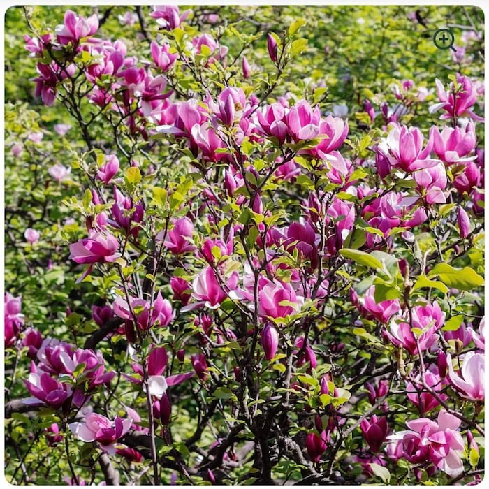 Tinkerbelle Magnolia Tree Deep Plum Purple Fragrant Blooms 20 28 Inches ...
