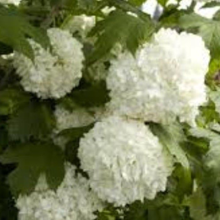 Eastern Snowball Bush Live Plant Trade Gallon Pot Garden