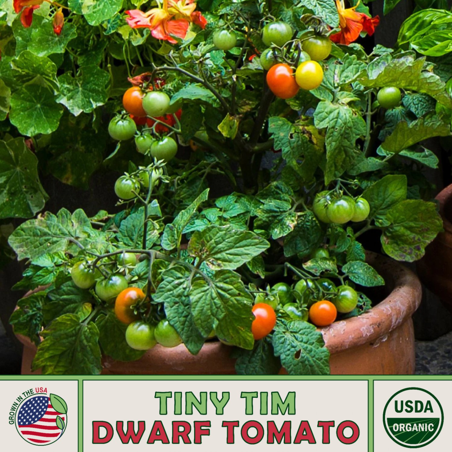 10 Tiny Tim Dwarf Tomato Seeds Organic Openpollinated Fresh Garden