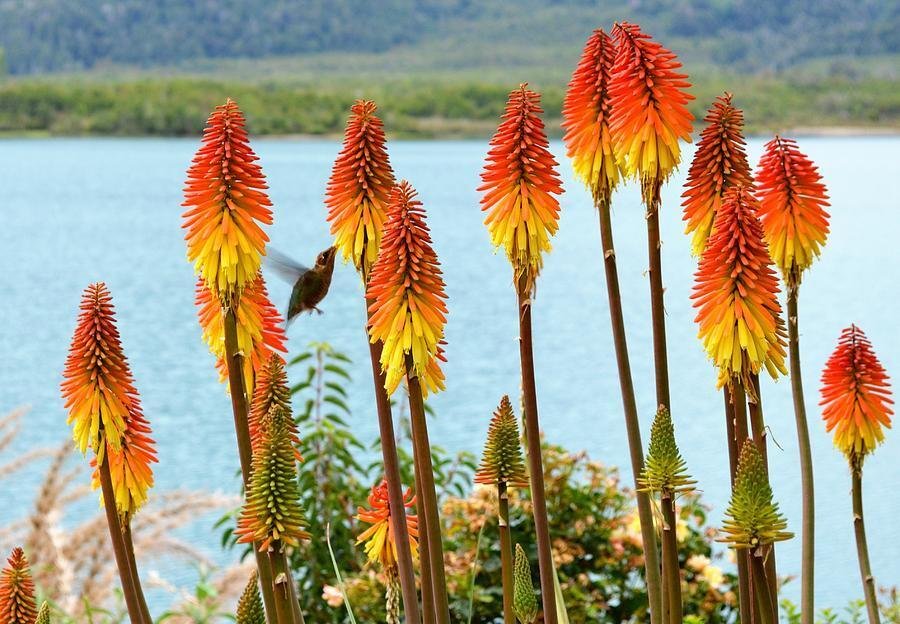 30 Seeds Tritoma Red Hot Poker Torch Lily Fresh Garden
