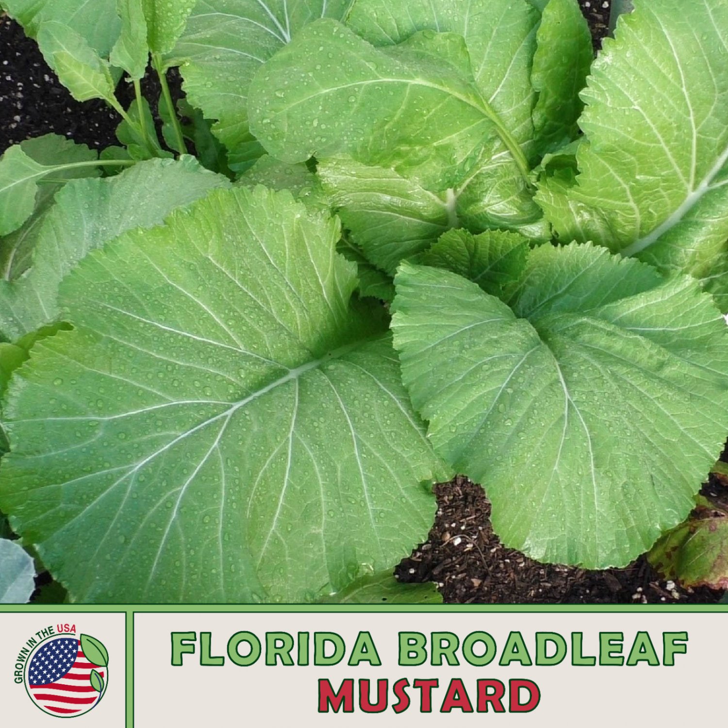 50 Florida Broadleaf Mustard Seeds Fresh Garden