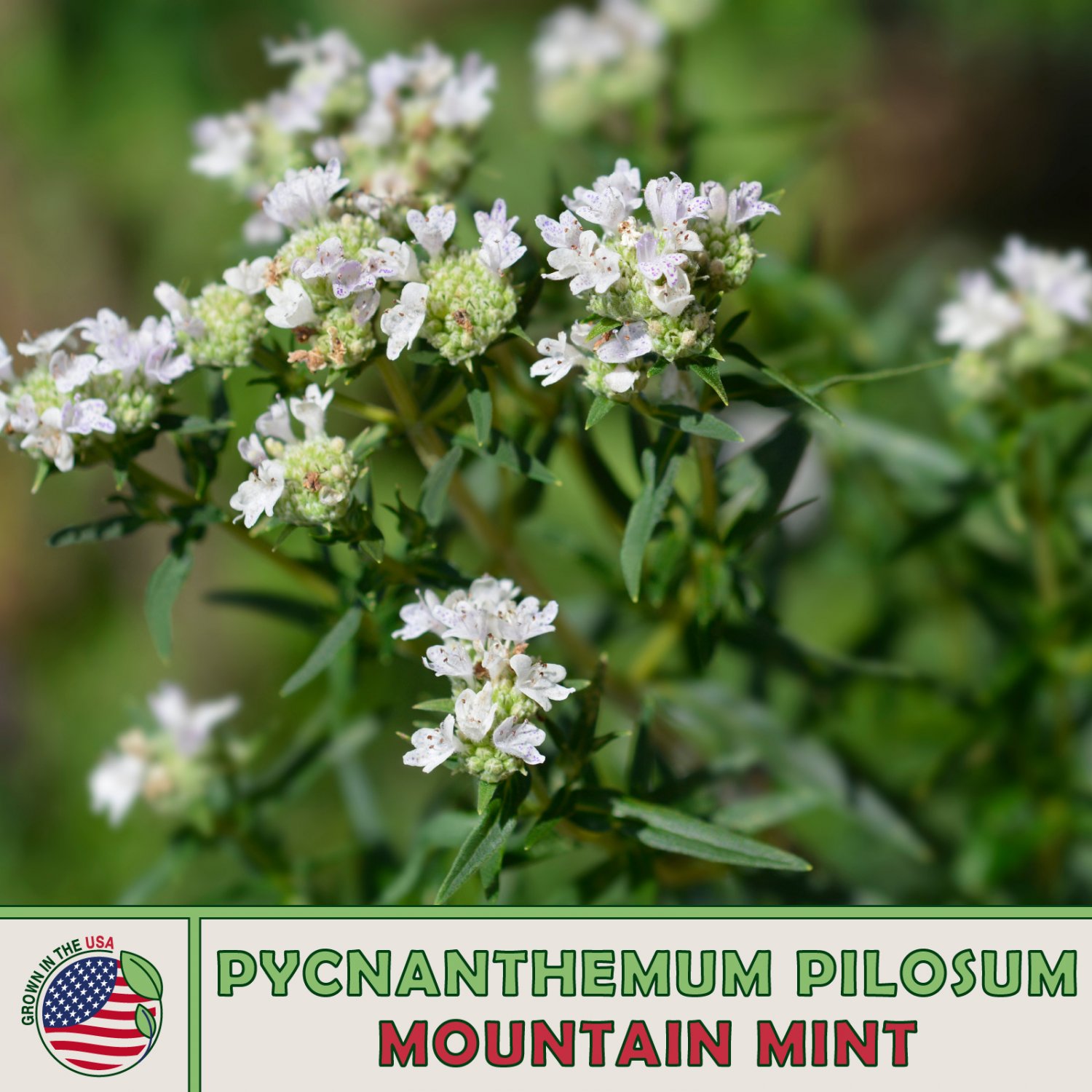 500 Mountain Mint Seeds Pycnanthemum Pilosum Native Herb Fresh Garden
