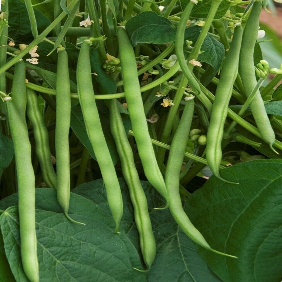 Burpee Stringless Green Bean Bush Early Producer Vegetable Fresh Seeds
