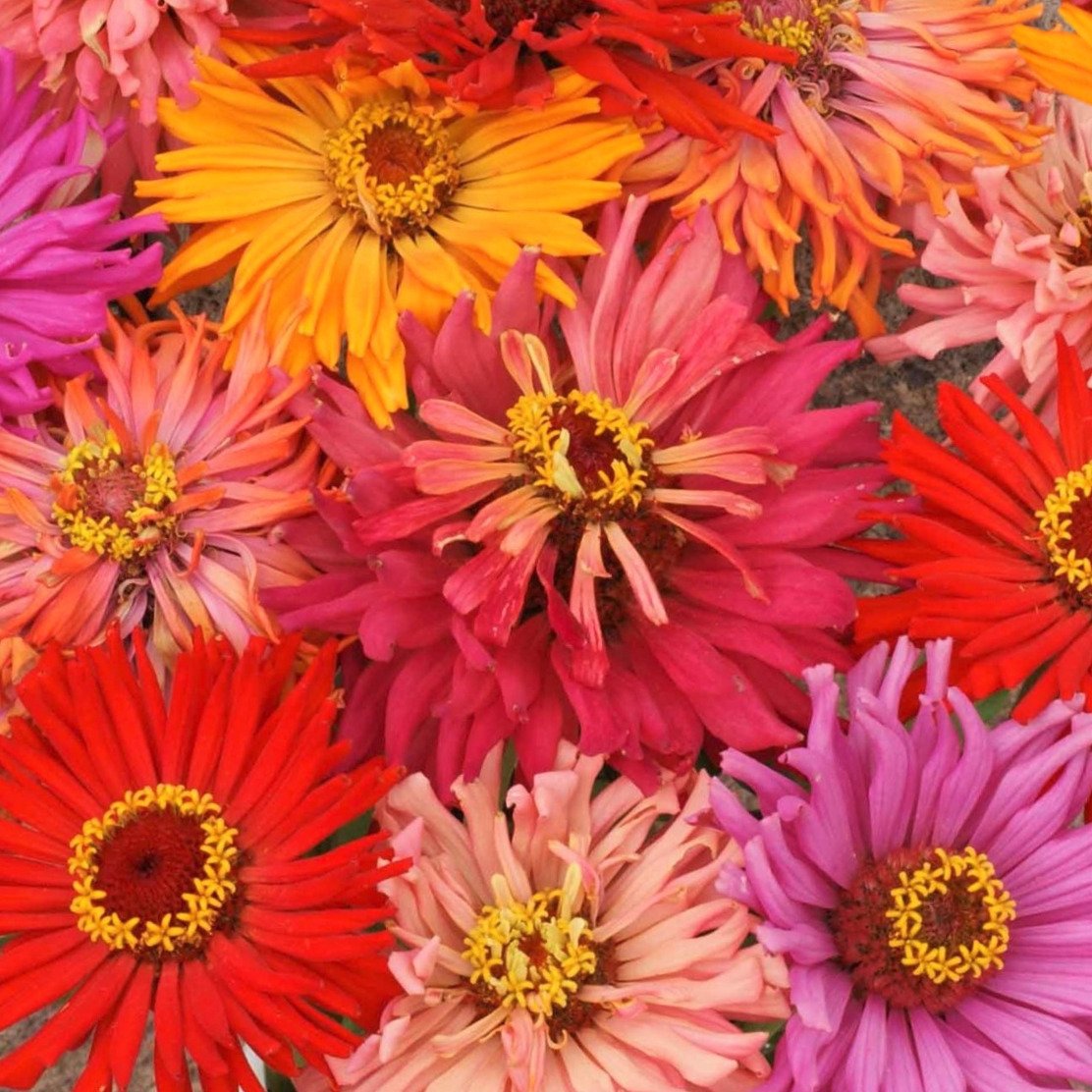 Cactus Mix Zinnia Giant Cut Come Again Rainbow Dahlia Flower Fresh Seeds
