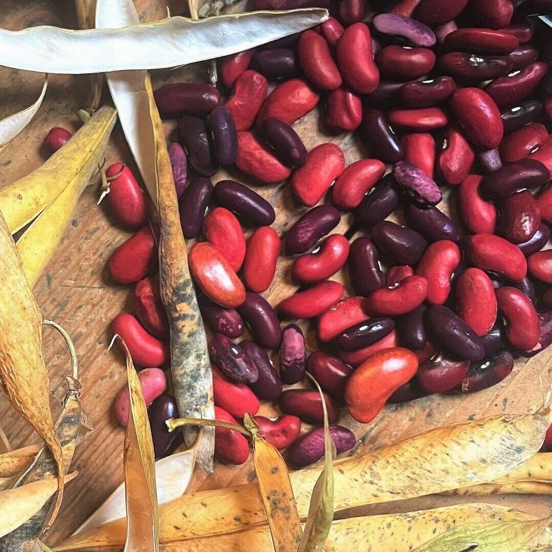 Dark Red Kidney Bean Bush Chili Beans Vegetable Fresh Seeds