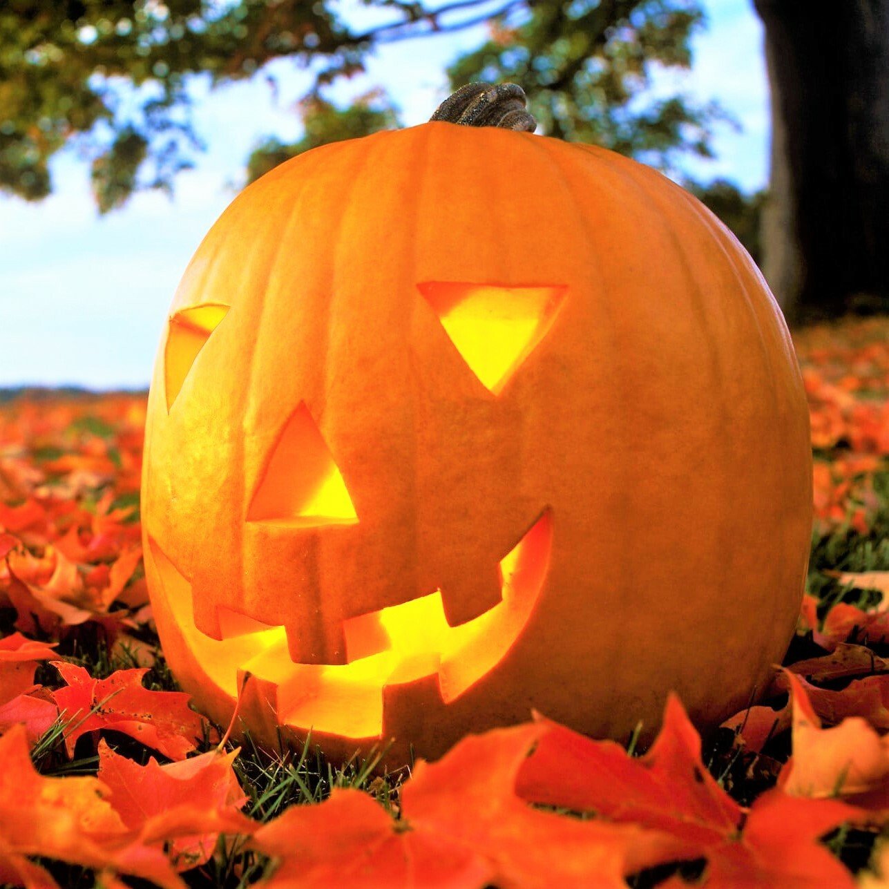 Jack O Lantern Pumpkin Patch Pumpkins Carving Squash Vegetable Fresh Seeds