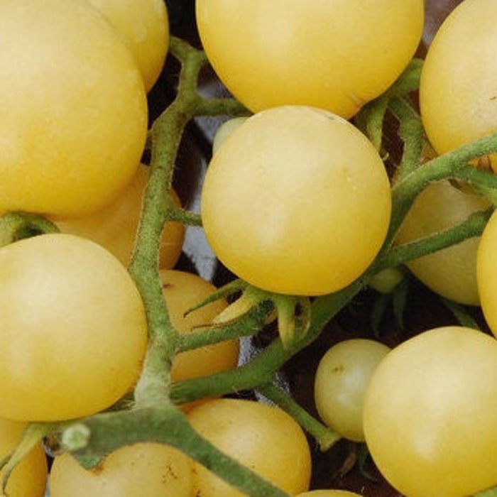 Super Snow White Tomato Seeds Organic Fresh Seeds