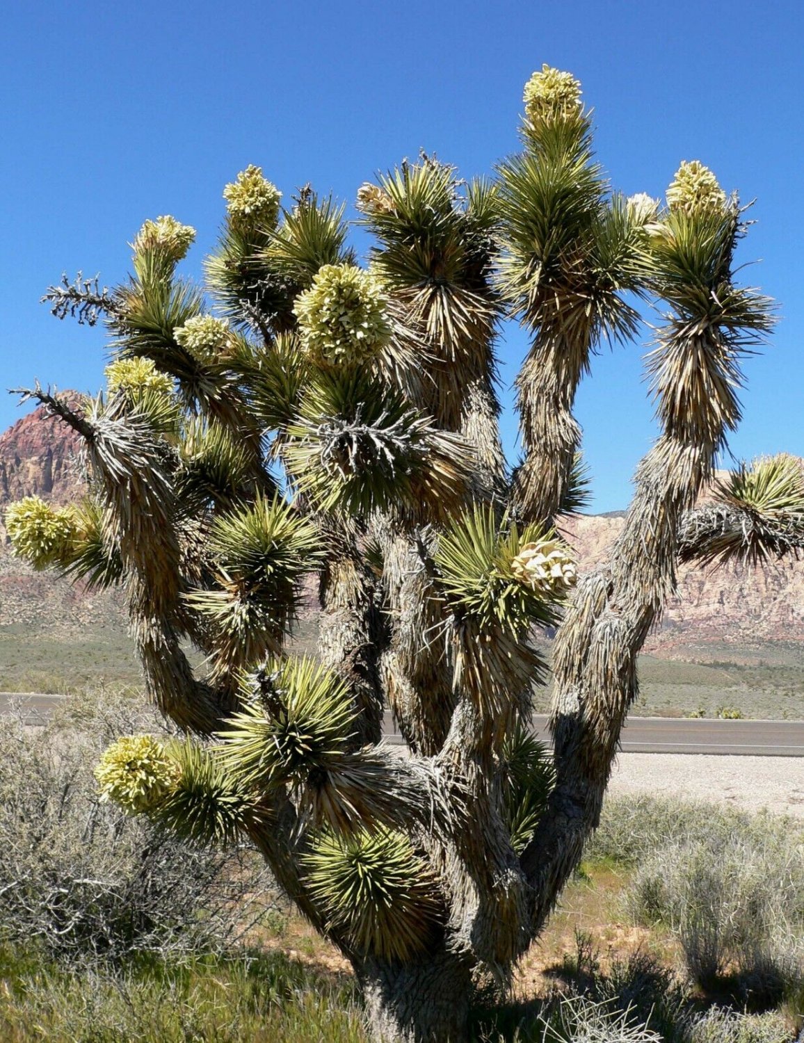 Yucca Brevifolia Jaegeriana Joshua Tree Yucca Seeds Fresh Seeds