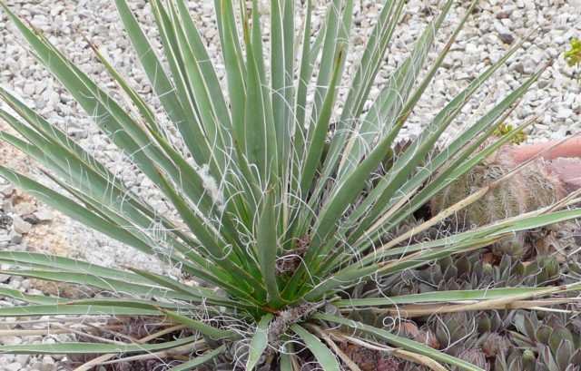 Yucca Angustissima Narrowleaf Yucca Seeds Fresh Seeds