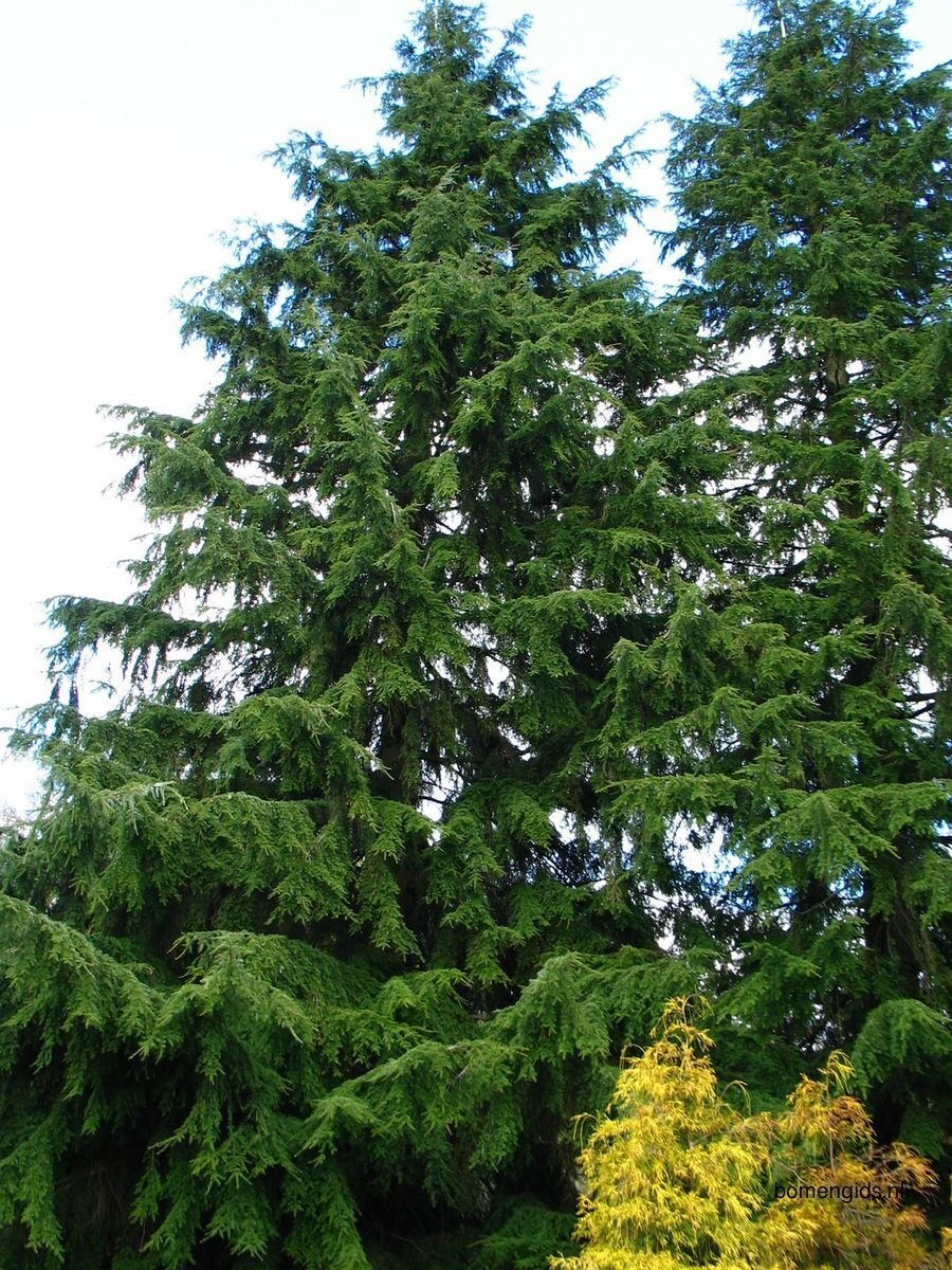 Tsuga Heterophylla Western Hemlock Tree Seeds Fresh Seeds
