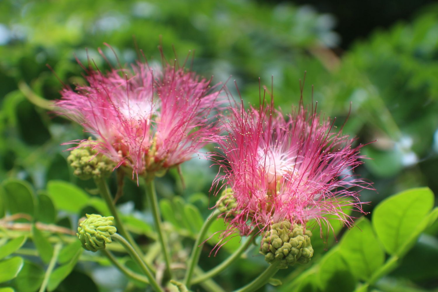 Samanea Saman Raintree Seeds Fresh Seeds