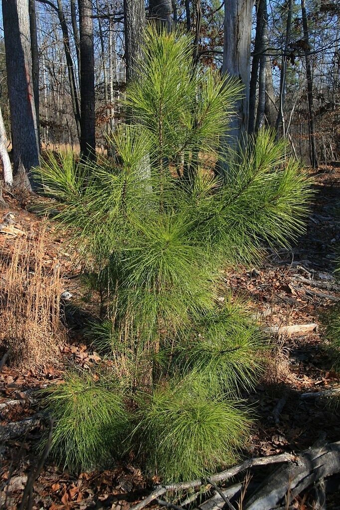 Pinus Taeda Loblolly Pine Tree Seeds Fresh Seeds