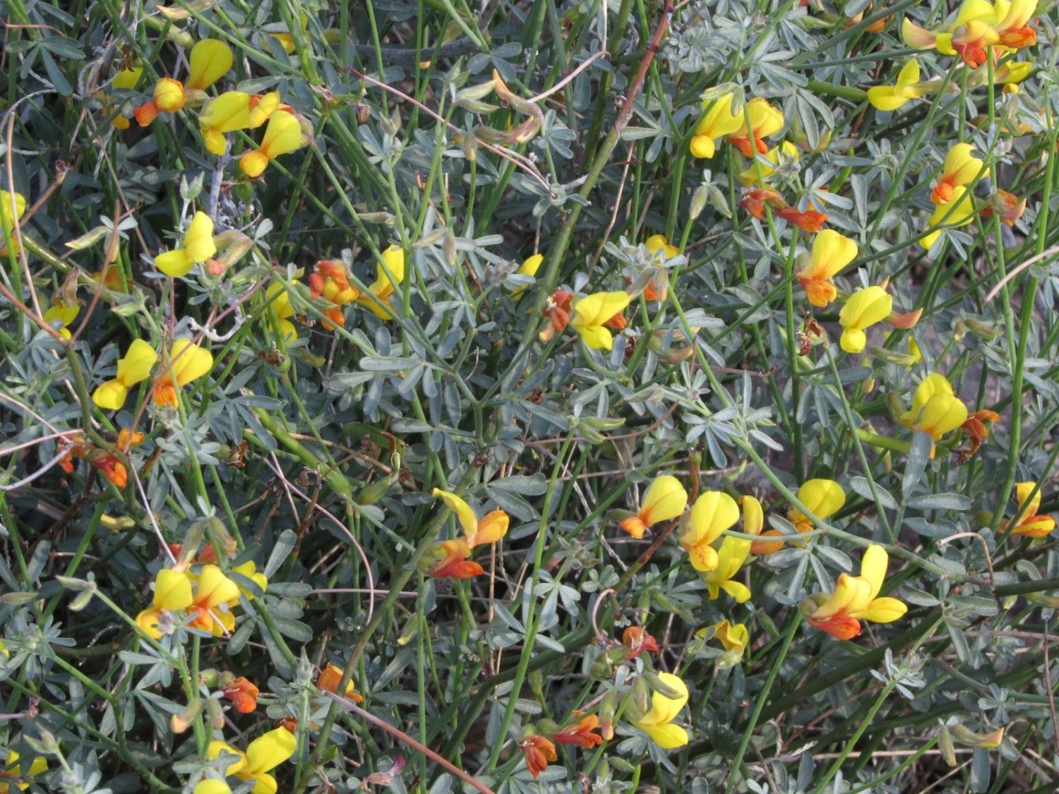 Lotus Rigidus Shrubby Deervetch Seeds Fresh Seeds