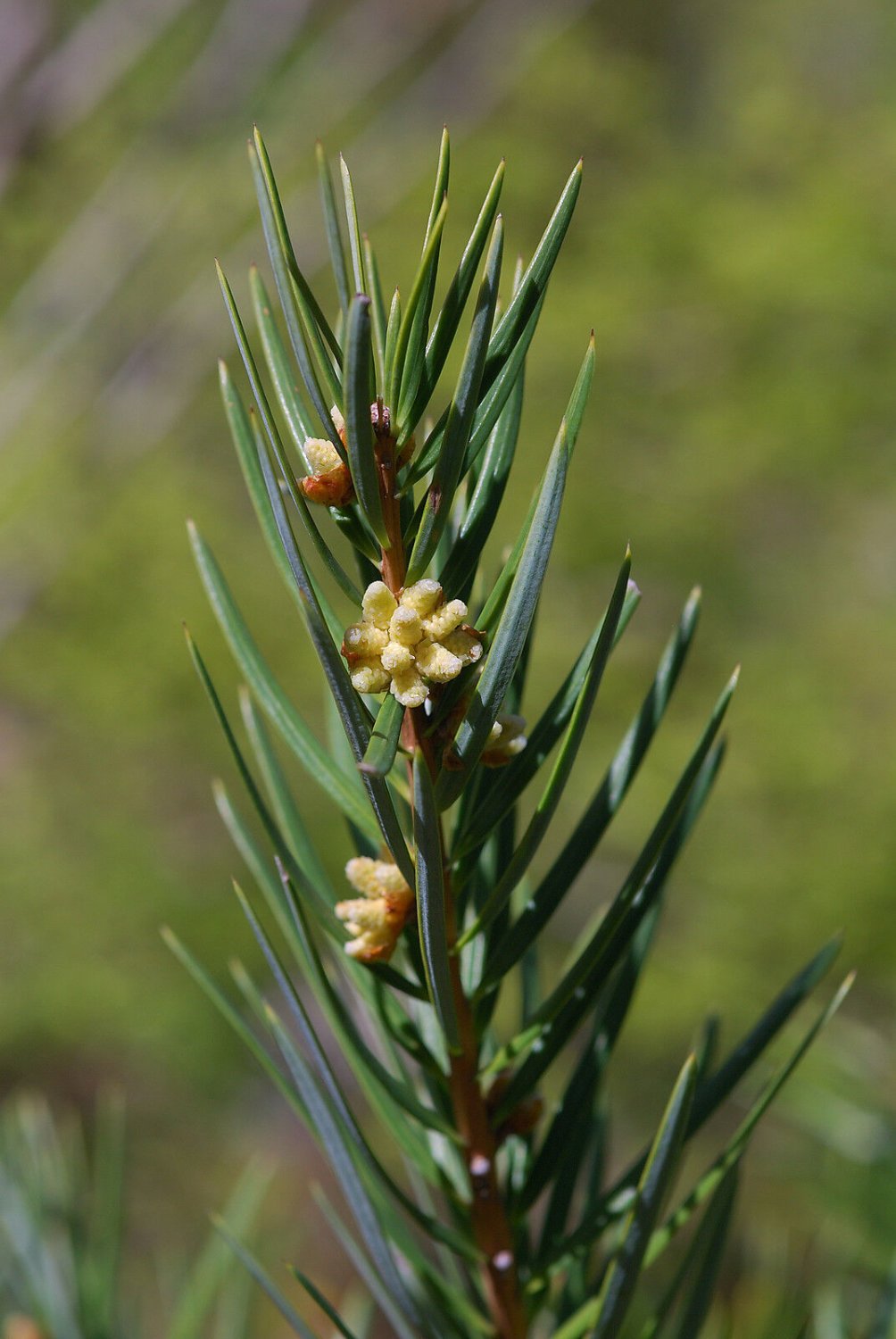 Keteleeria Evelyiana Unusual Tree Seeds Fresh Seeds