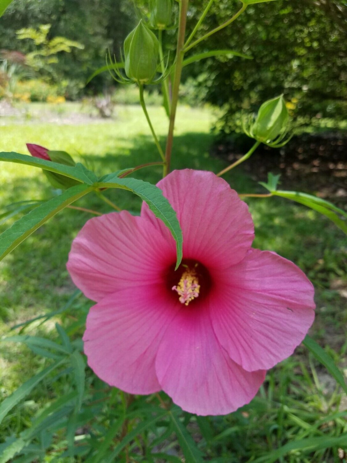 Hibiscus Laevis Lufkin Red Halberd Leaved Hibiscus Seeds Fresh Seeds