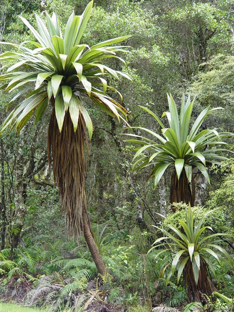 Cordyline Indivisa Mountain Cabbage Tree Seeds Fresh Seeds